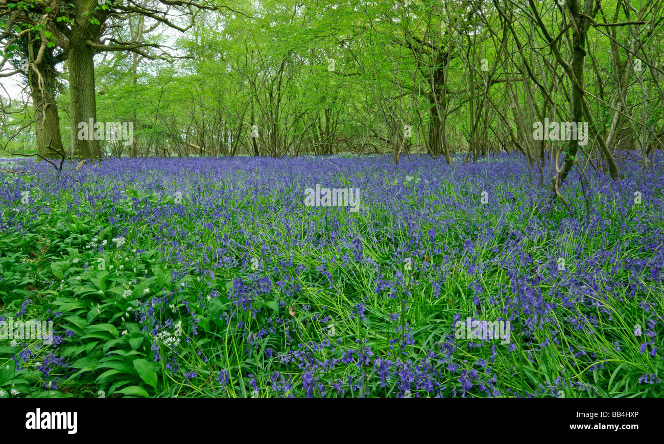 Blue garlic hi-res stock photography and images - Alamy