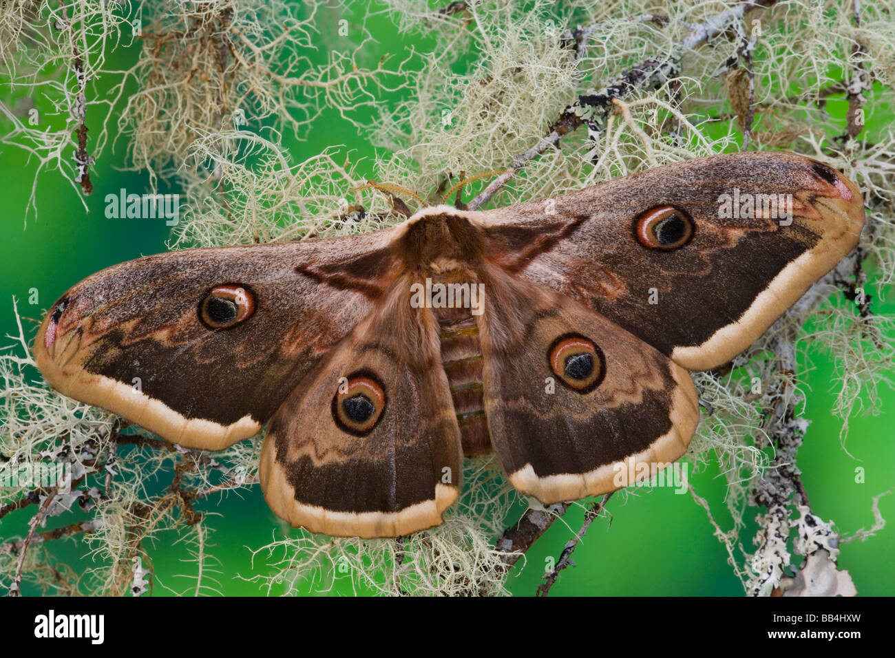 Great silk moth hi-res stock photography and images - Alamy
