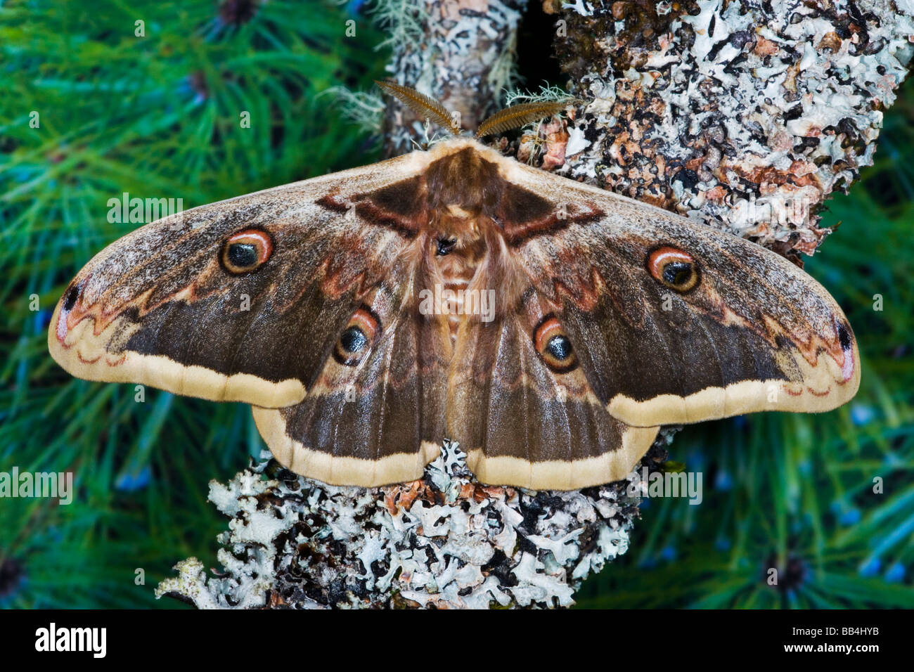 Sammamish, Washington The Great Peacock Moth the largest moth of Europe ...