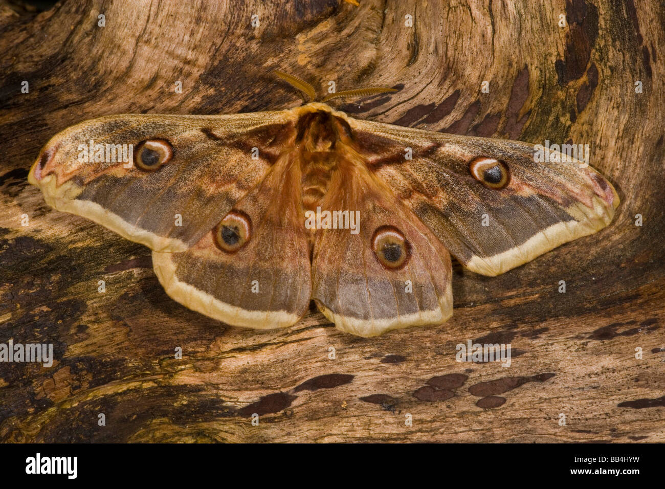 Sammamish, Washington The Great Peacock Moth the largest moth of Europe ...