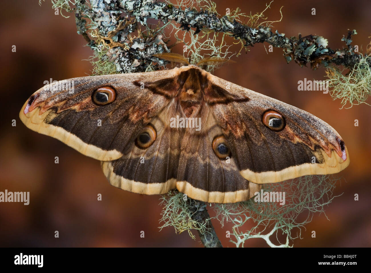 Great silk moth hi-res stock photography and images - Alamy