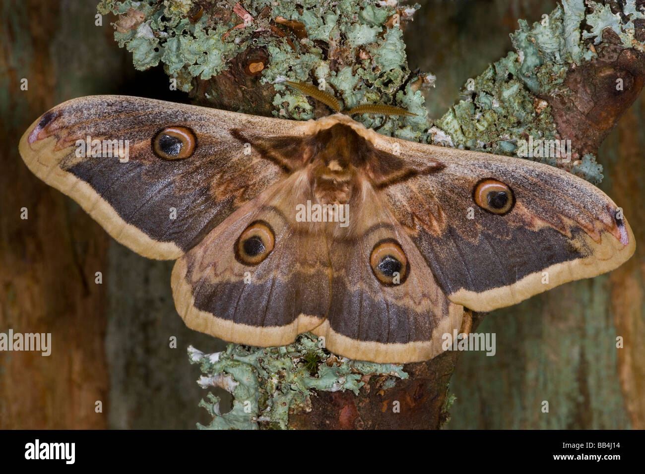 Sammamish, Washington The Great Peacock Moth the largest moth of Europe ...