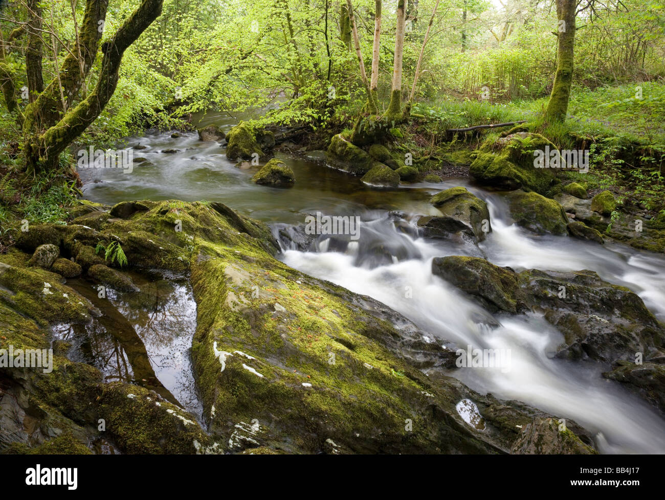 The fresh green of spring foliage is reflected in the river flowing ...