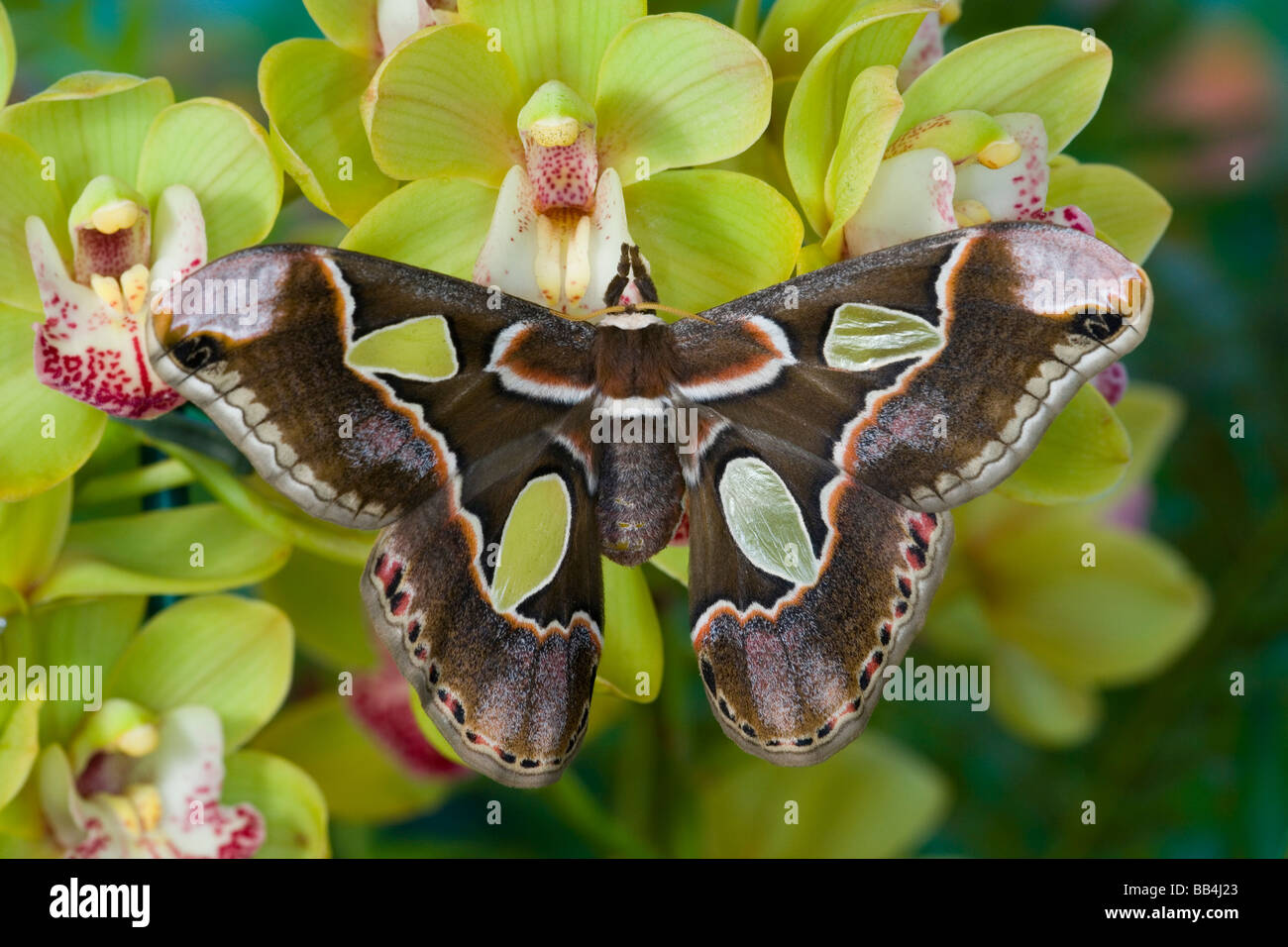 Rothschildia moth hi-res stock photography and images - Alamy