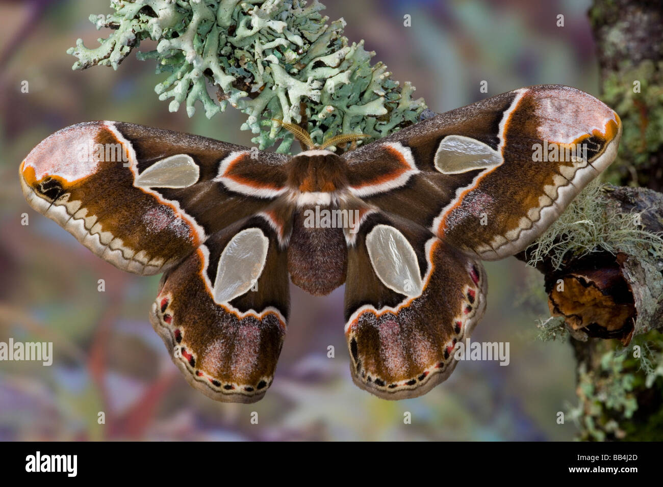 Sammamish, Washington photo taken of Silk Moth Rothschildia lebeau ...