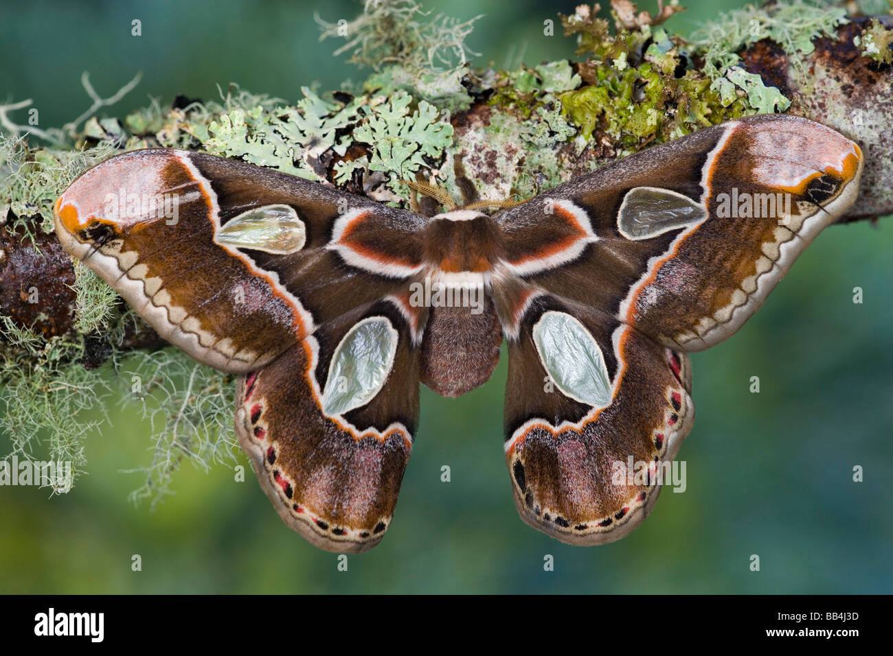 Sammamish, Washington photo taken of Silk Moth Rothschildia lebeau ...
