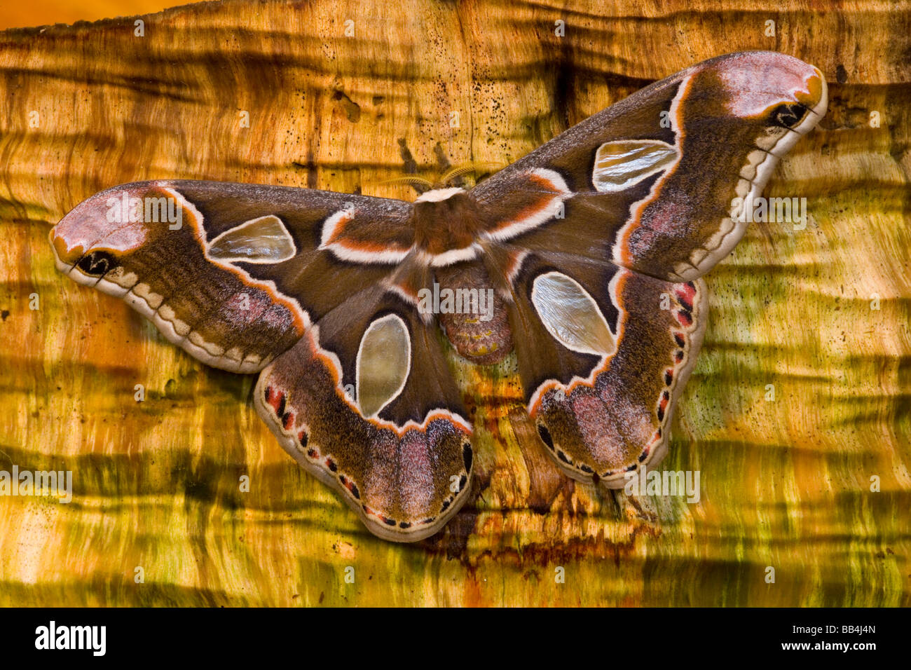 Rothschildia moth hi-res stock photography and images - Alamy