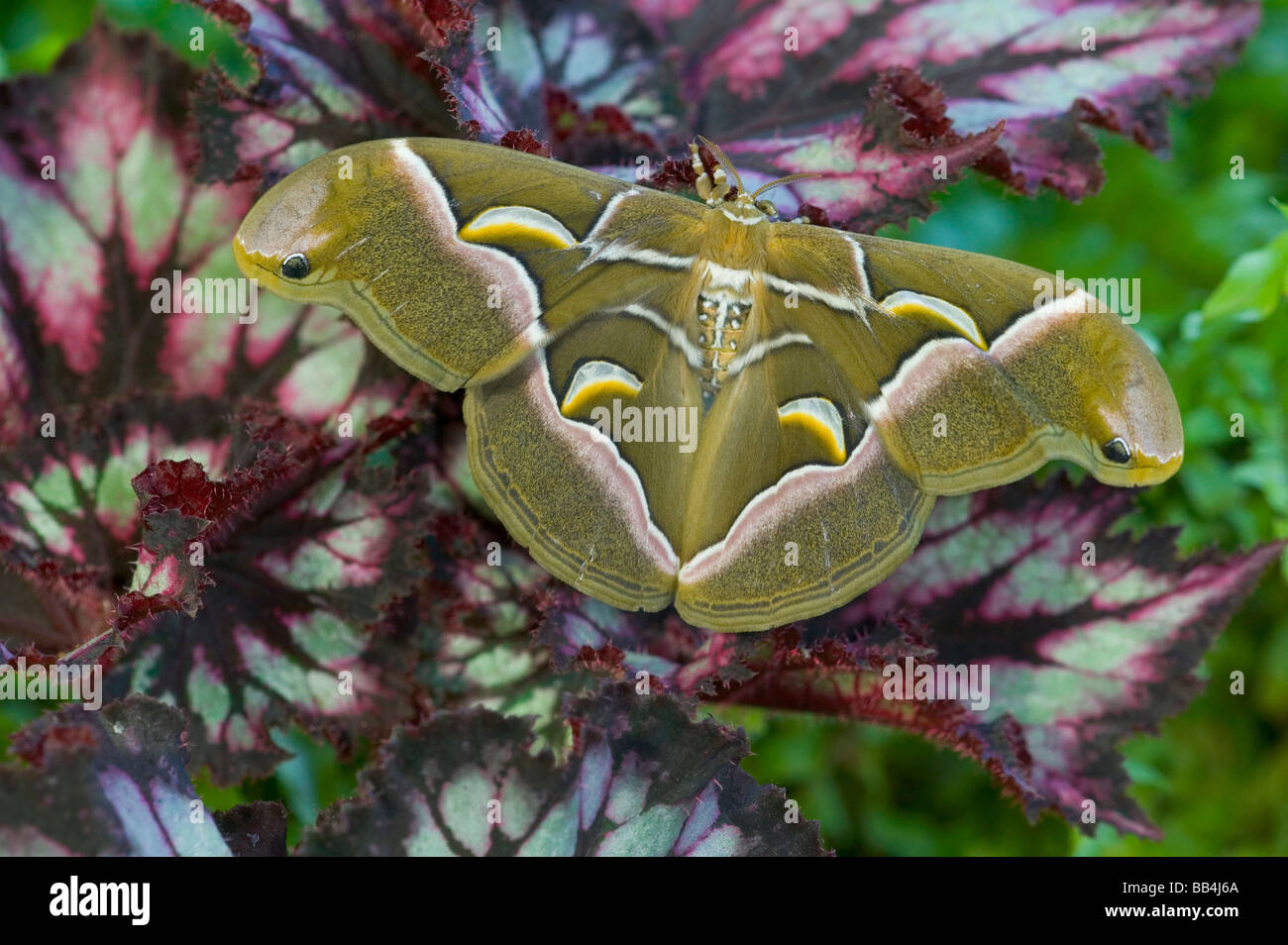 Sammamish, Washington photo taken of silk moth Samia cynthina Stock ...