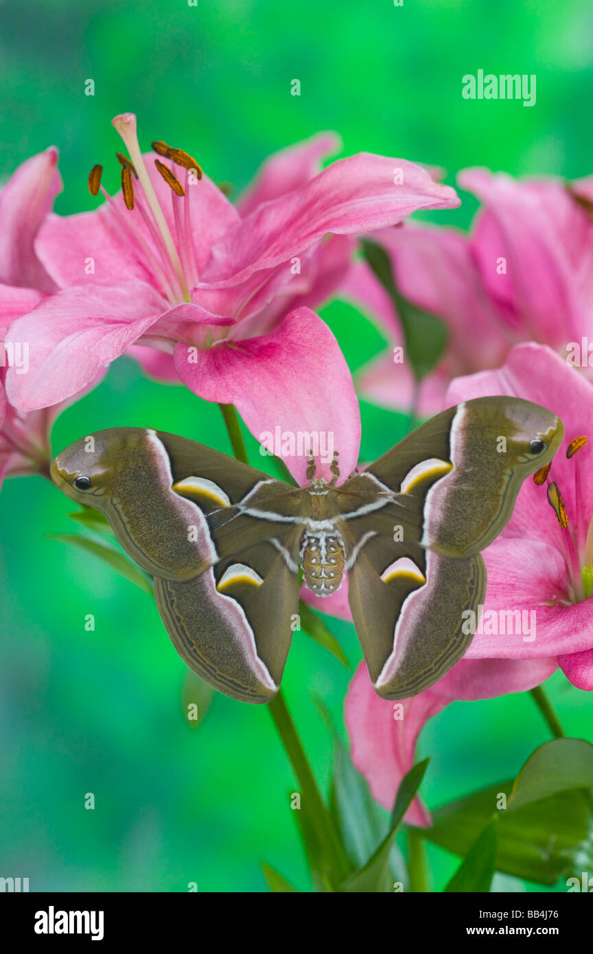 Sammamish, Washington photo taken of silk moth Samia cynthina Stock ...
