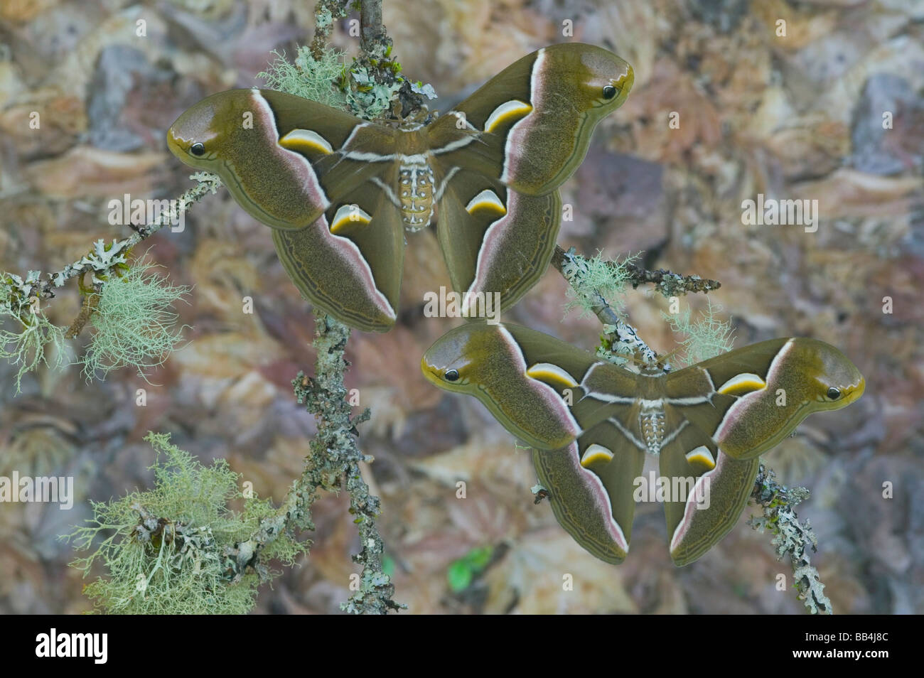 Sammamish, Washington photo taken of a Pair of silk moth Samia cynthina ...