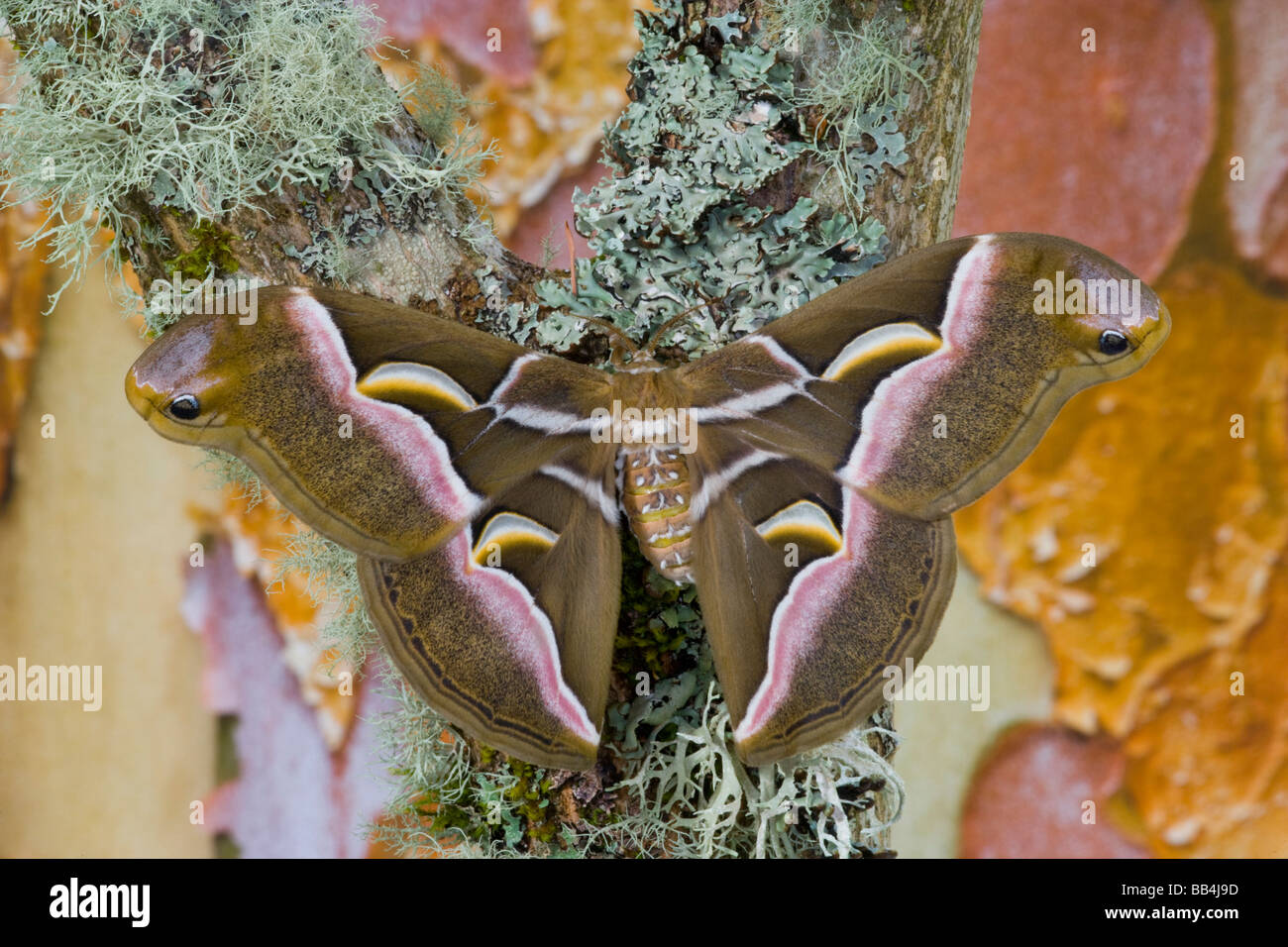 Sammamish, Washington photo taken of silk moth Samia cynthina Stock ...