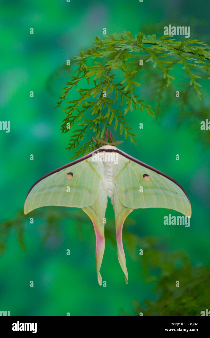 Sammamish, Washington and the Indian Moon Moth Actias selene Stock ...