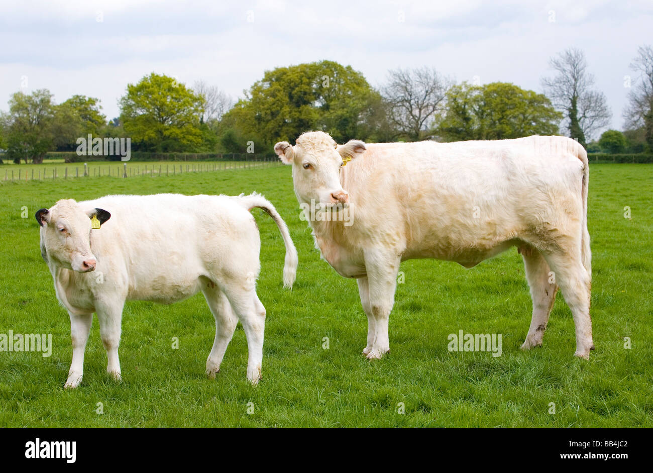 Short horn cows hi-res stock photography and images - Alamy