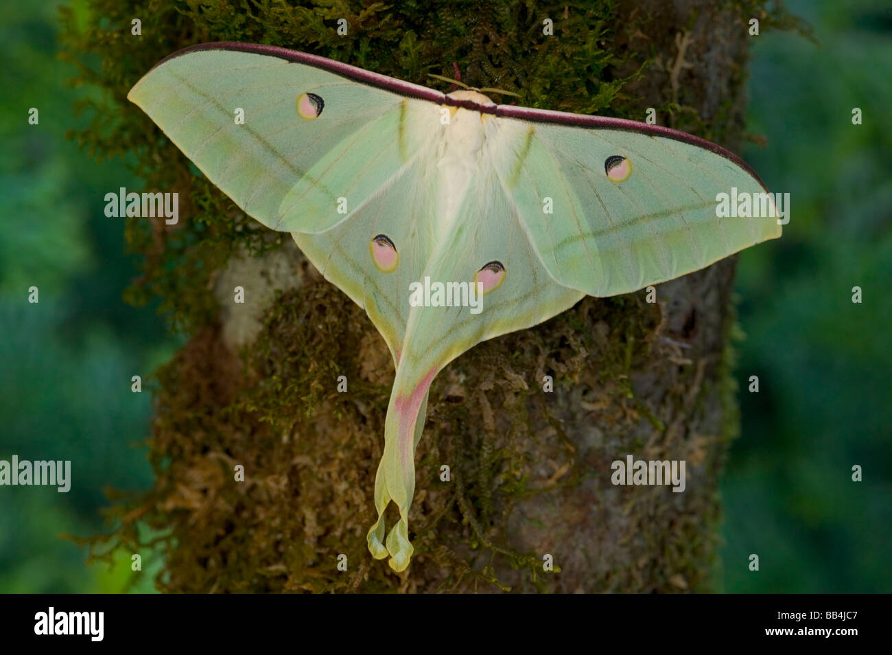 Sammamish, Washington and the Indian Moon Moth Actias selene Stock ...