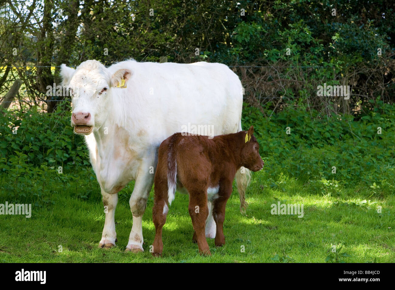 Short Horn Beef Cattle near Harpenden in Hertfordshire UK Stock Photo ...