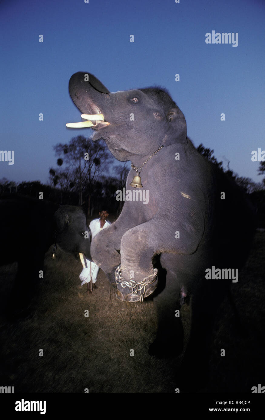 Elephant village, India Stock Photo - Alamy