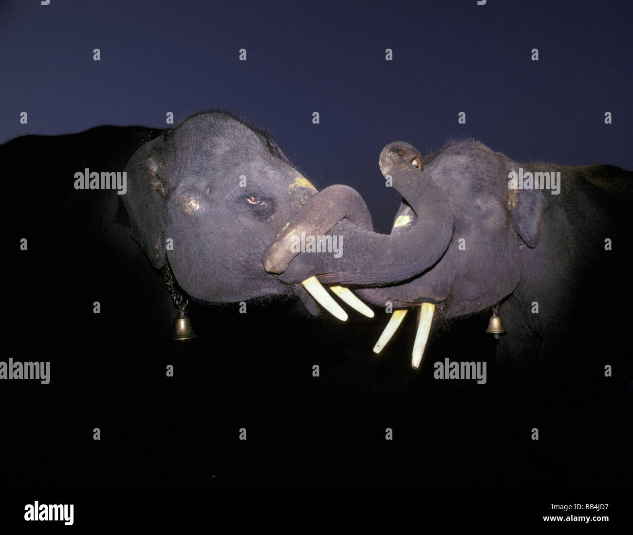 Elephant village, India Stock Photo - Alamy
