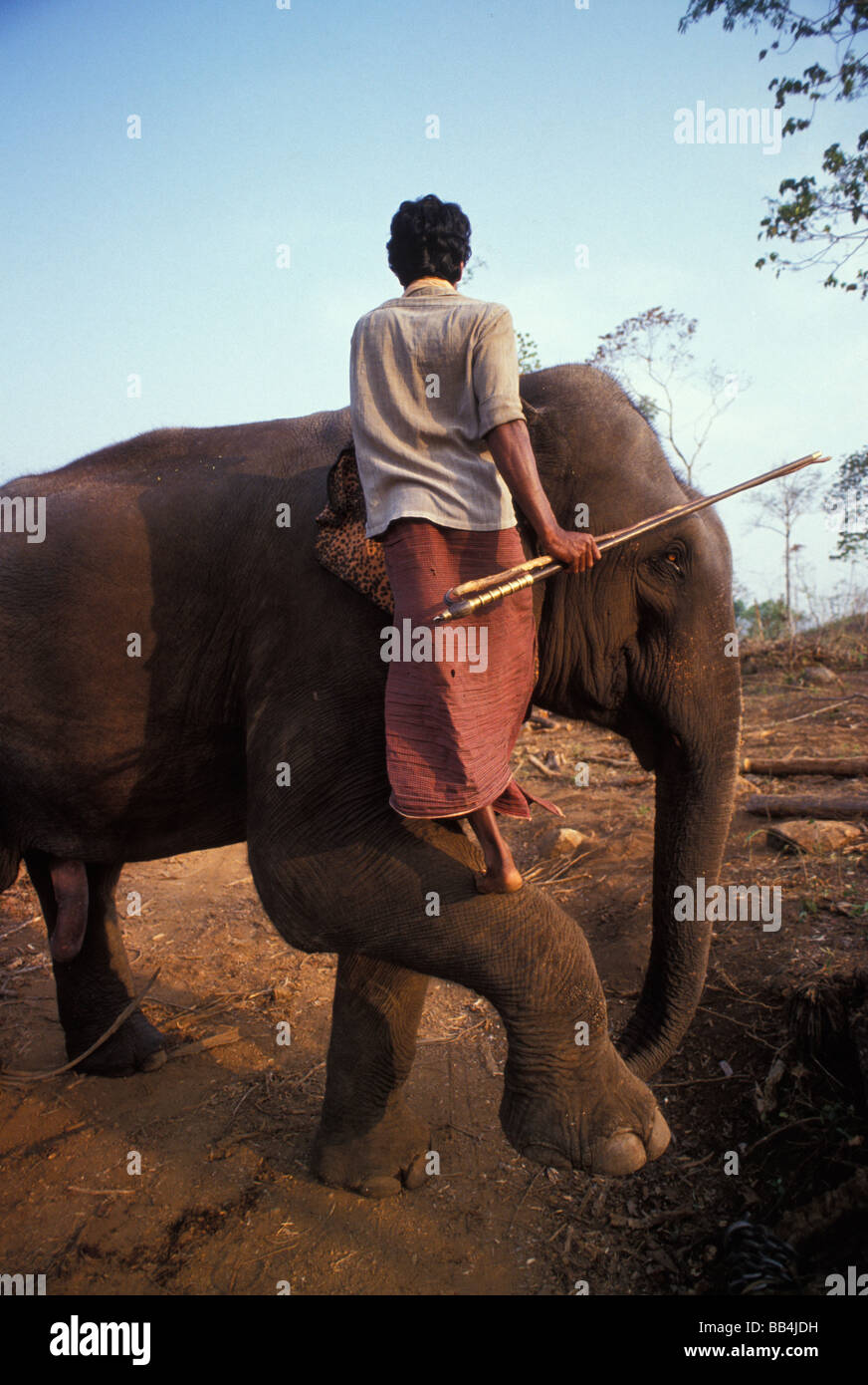 Elephant logging India Stock Photo - Alamy