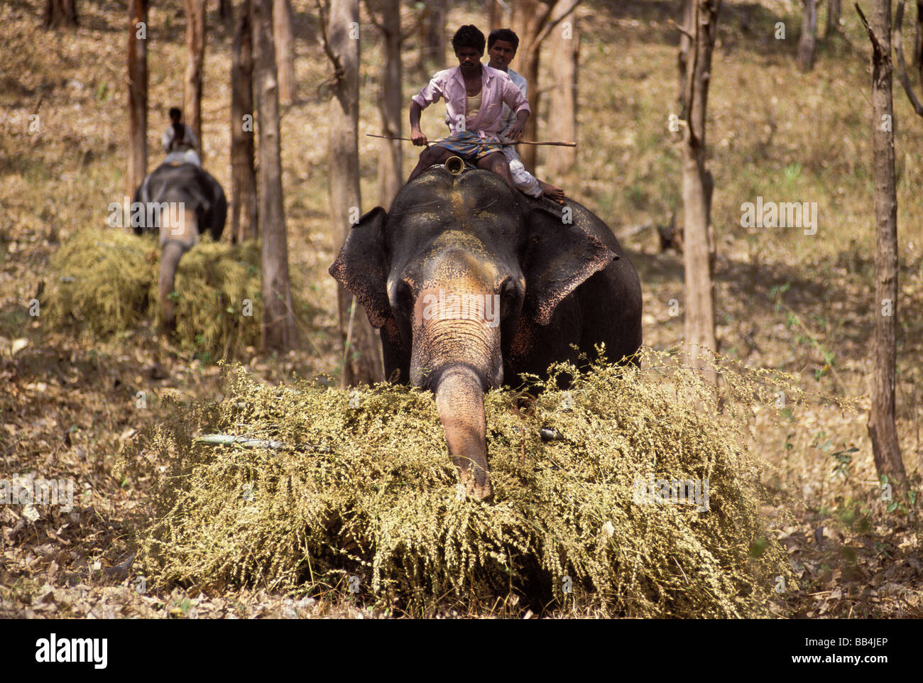 Elephant village, India Stock Photo - Alamy