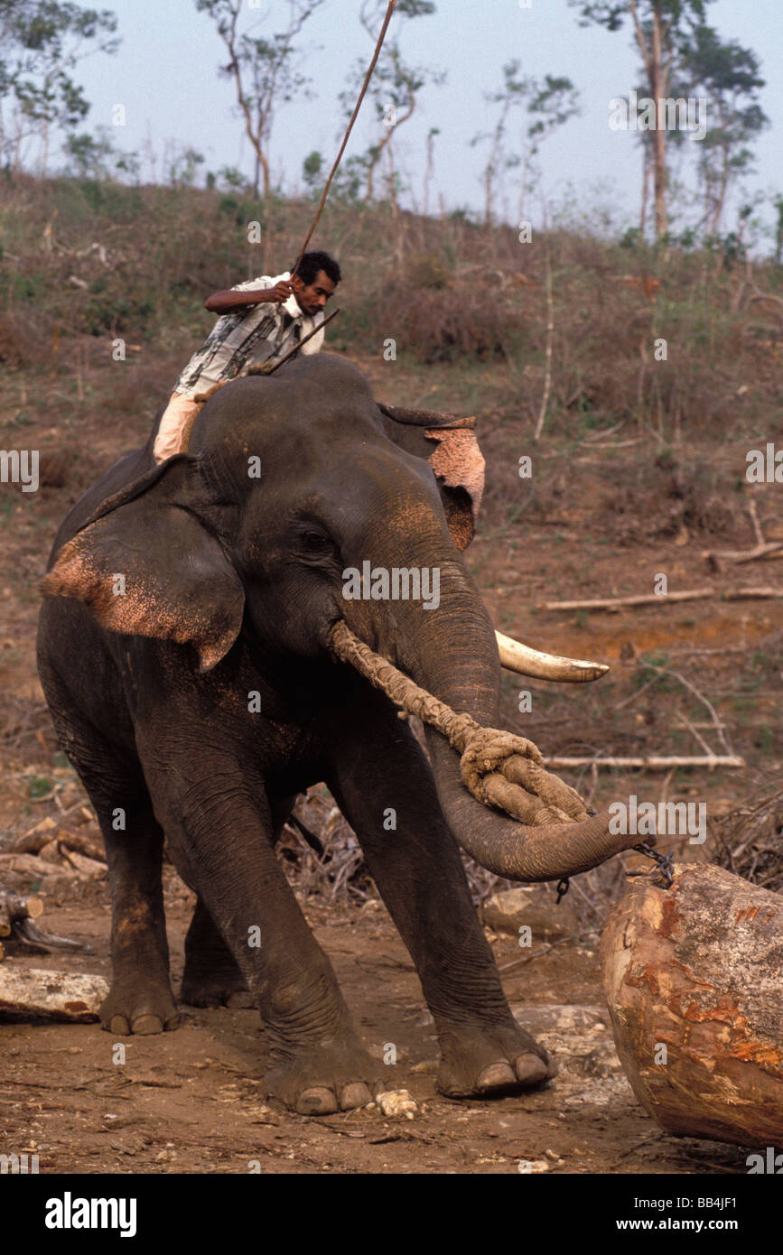 Elephant logging India Stock Photo - Alamy