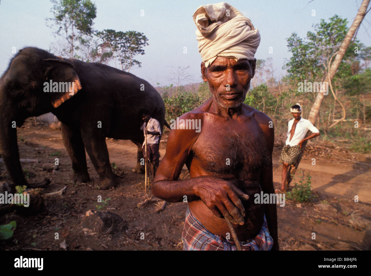Elephant logging India Stock Photo - Alamy