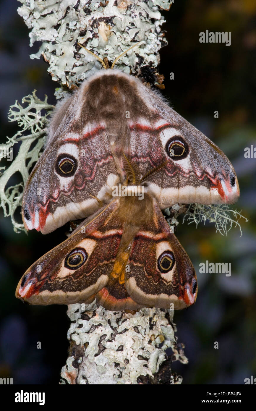 Sammamish, Washington photo of a small European Silk Moth, pair ...