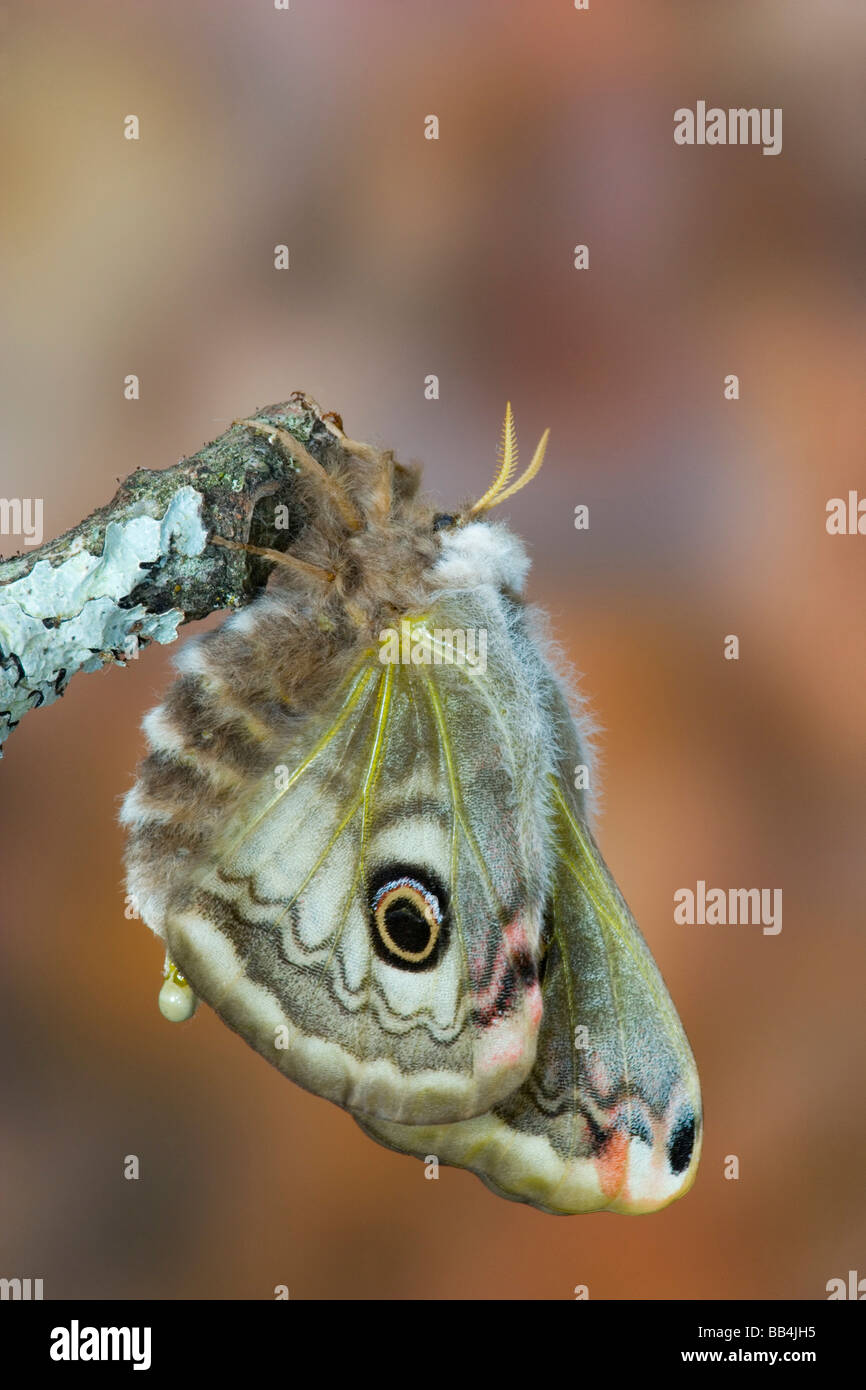 Sammamish, Washington photo of a small European Silk Moth, Saturnia ...