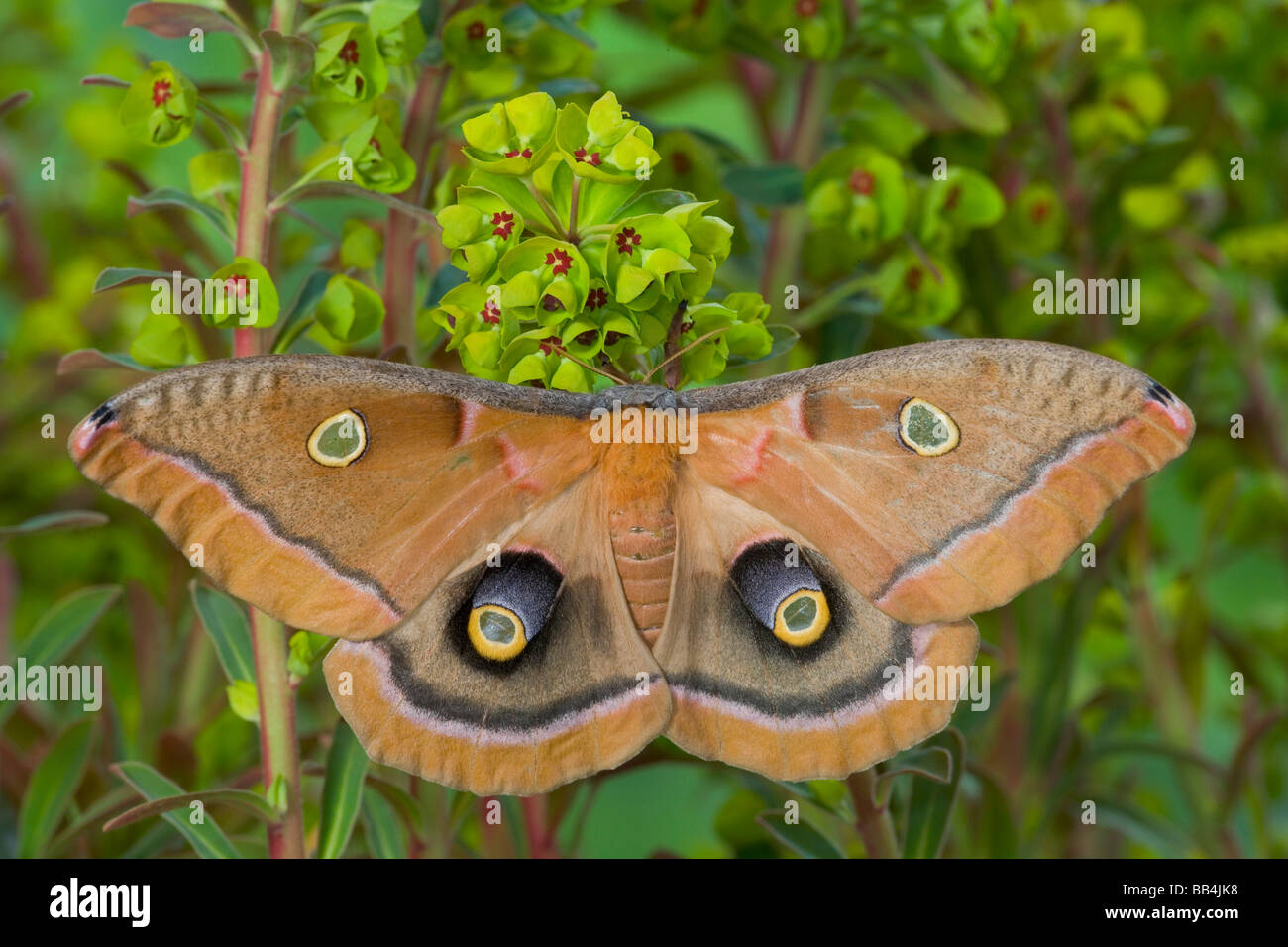 Sammamish, Washington silk moth Antheraea polyphemus from North America ...