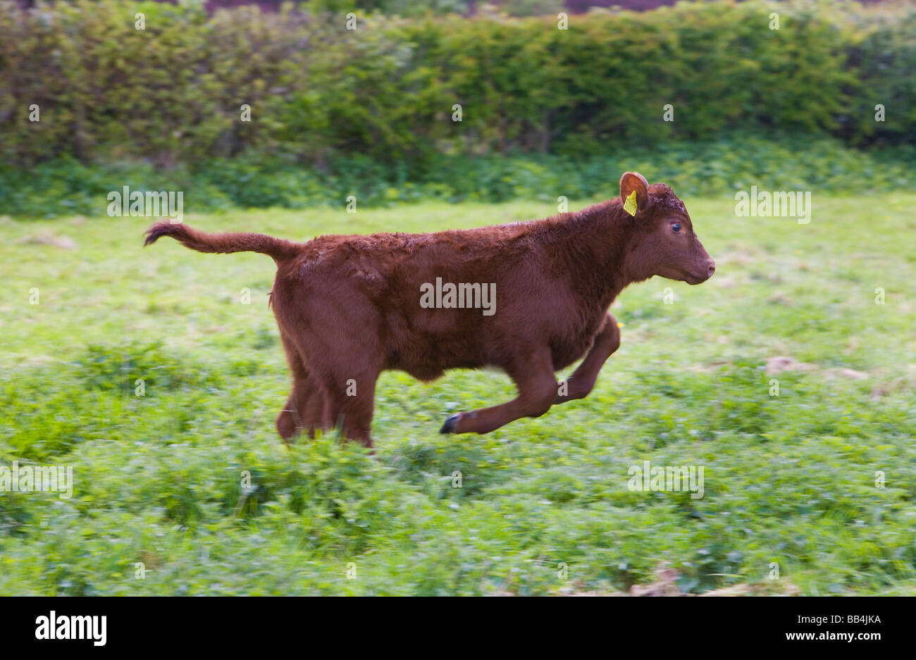 Short Horn Beef Cattle near Harpenden in Hertfordshire UK Stock Photo ...