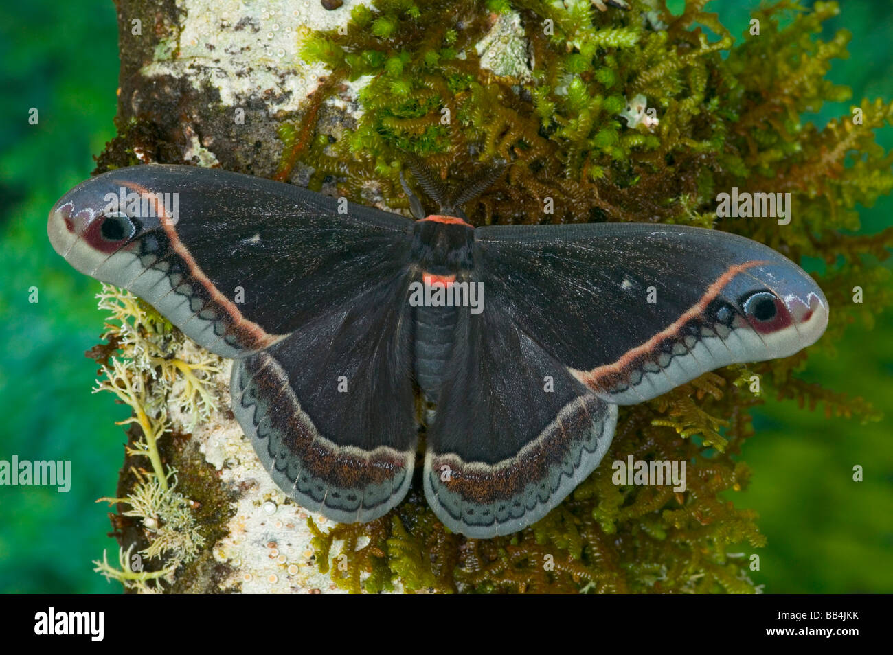 Sammamish, Washington Silk Moth for Arizona area Eupackardia calleta ...