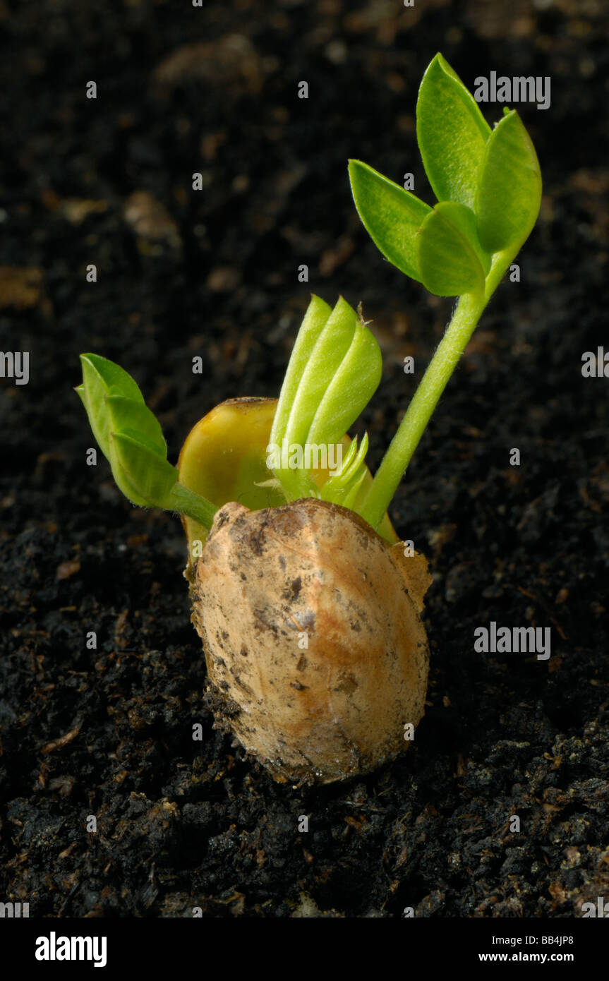 Emerged peanut seedling with food storage cotyledons above soil and ...