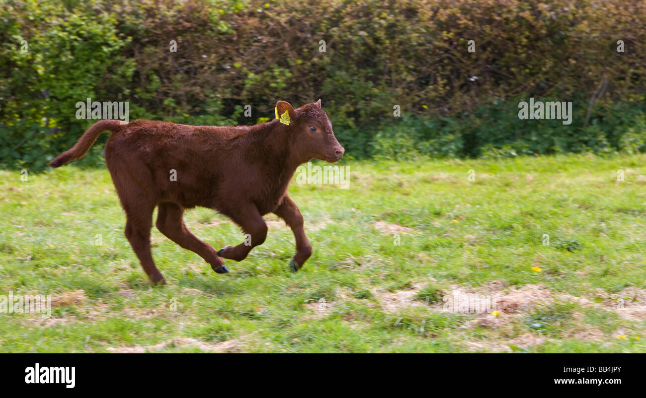 Short Horn Beef Cattle near Harpenden in Hertfordshire UK Stock Photo ...