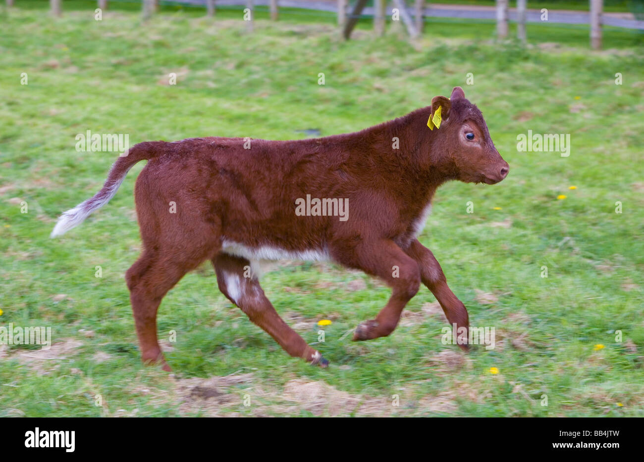 Short Horn Beef Cattle near Harpenden in Hertfordshire UK Stock Photo ...