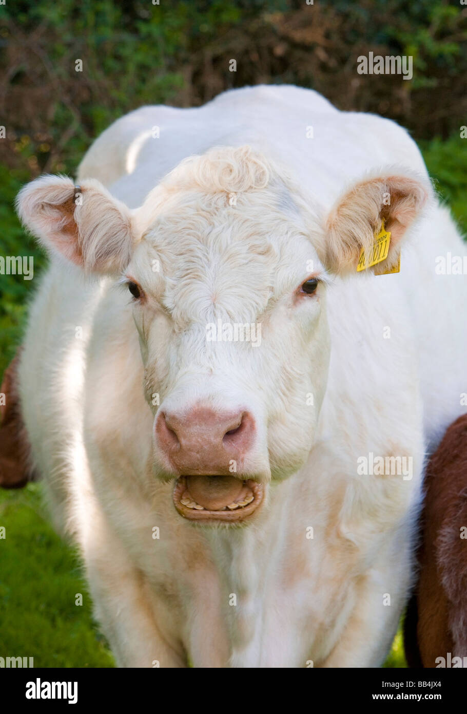 Short Horn Beef Cattle near Harpenden in Hertfordshire UK Stock Photo ...