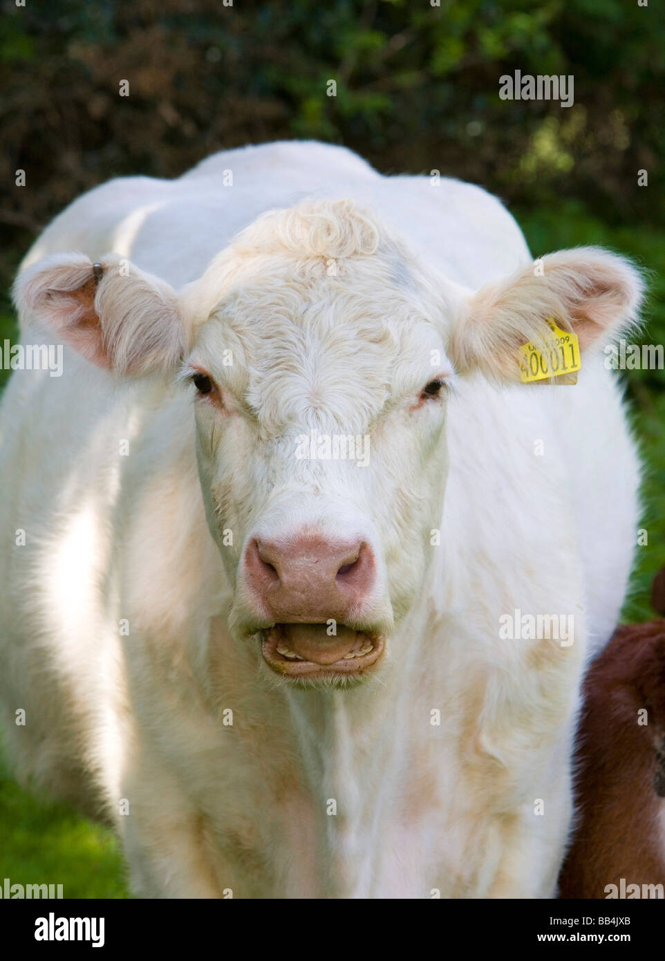 Short Horn Farm Uk High Resolution Stock Photography and Images - Alamy
