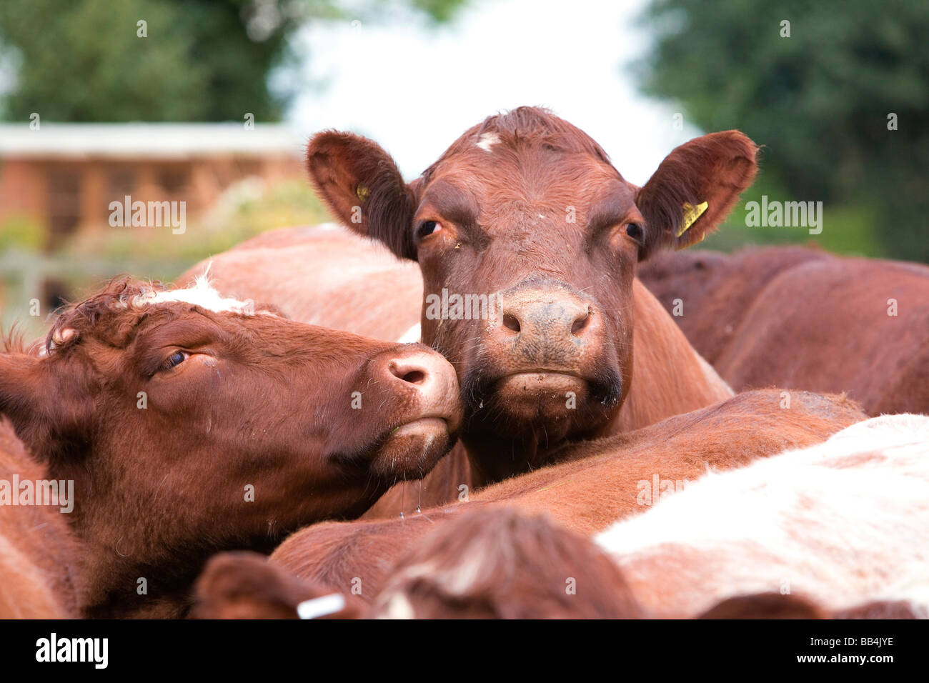 Beef short horn hi-res stock photography and images - Alamy
