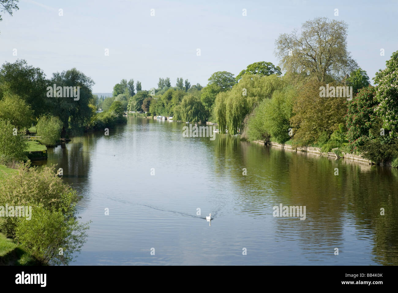 A swan on the River Thames at wallingford, Oxfordshire, UK on a spring ...