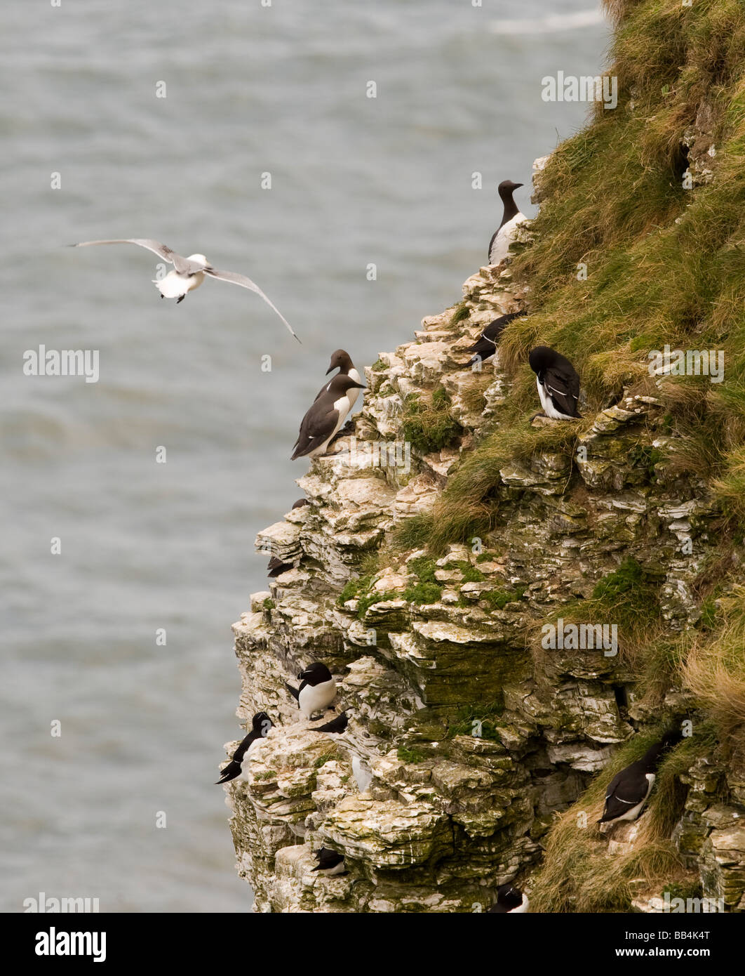 Sea Birds on Chalk Cliffs, at the RSPB nature reserve at Bempton, East ...