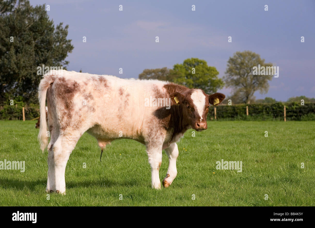 Short horn farm uk hi-res stock photography and images - Alamy