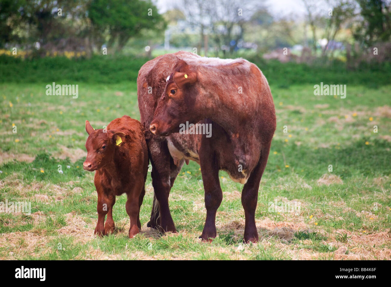 Short Horn Beef Cattle near Harpenden in Hertfordshire UK Stock Photo ...