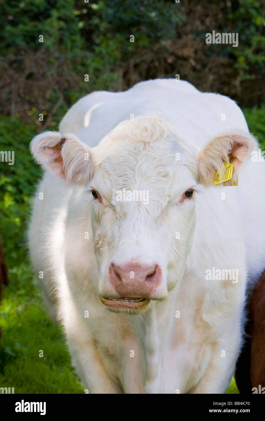 Short horn cattle farm uk hi-res stock photography and images - Alamy