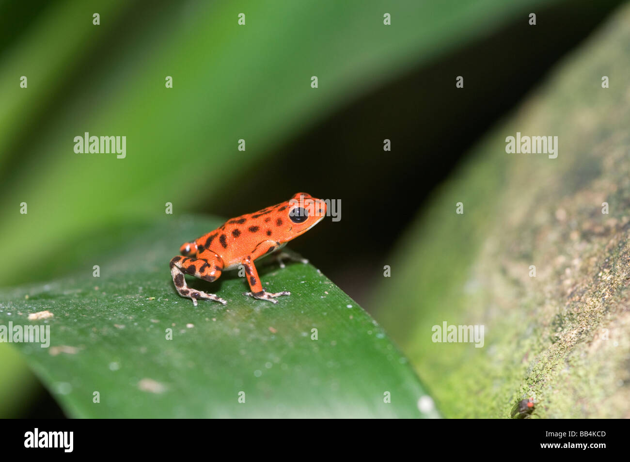 Strawberry poison dart frog, native to the tropical rainforests of ...