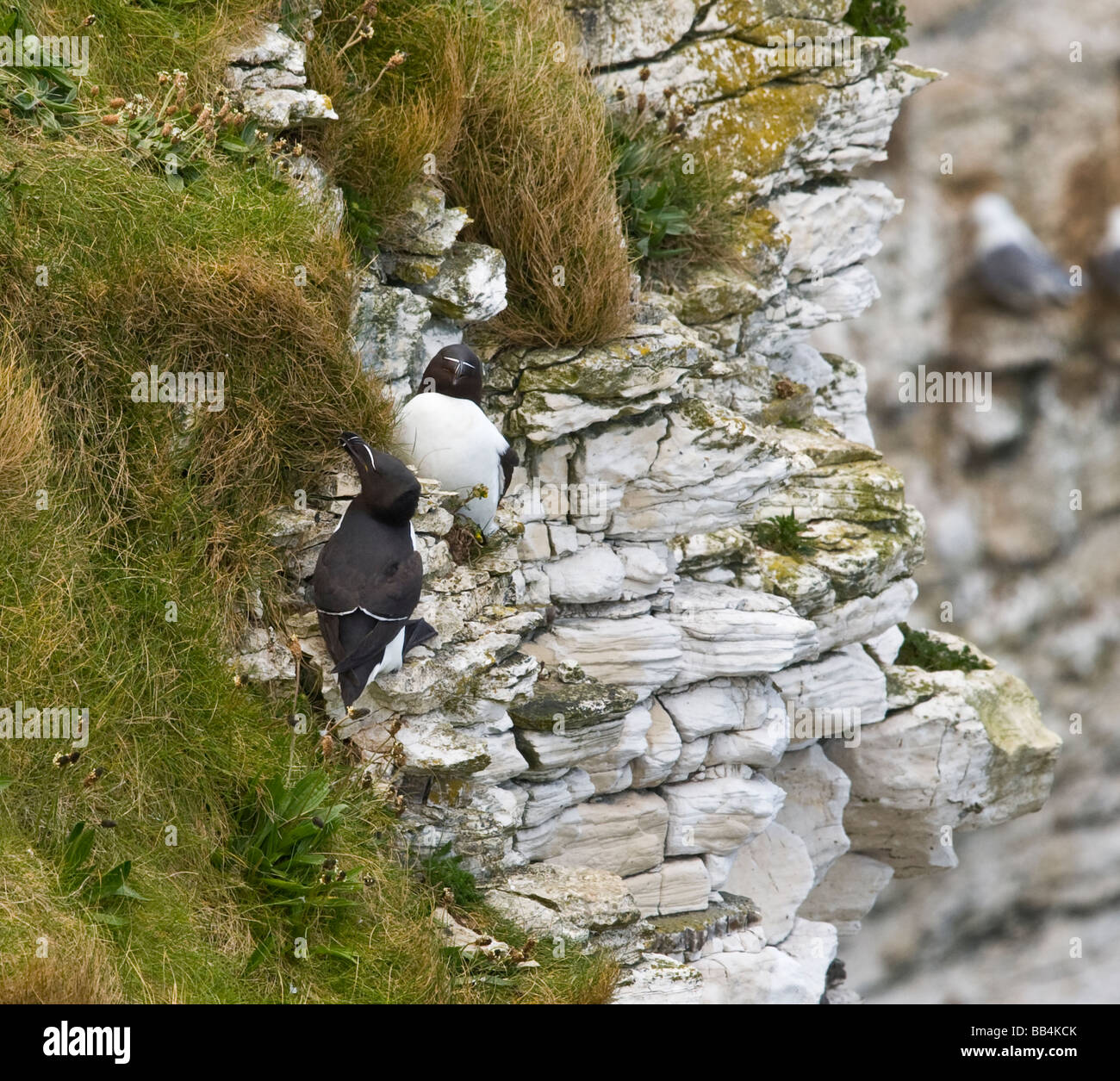 Sea Birds on Chalk Cliffs,at the RSPB Nature Reserve Bempton, East ...