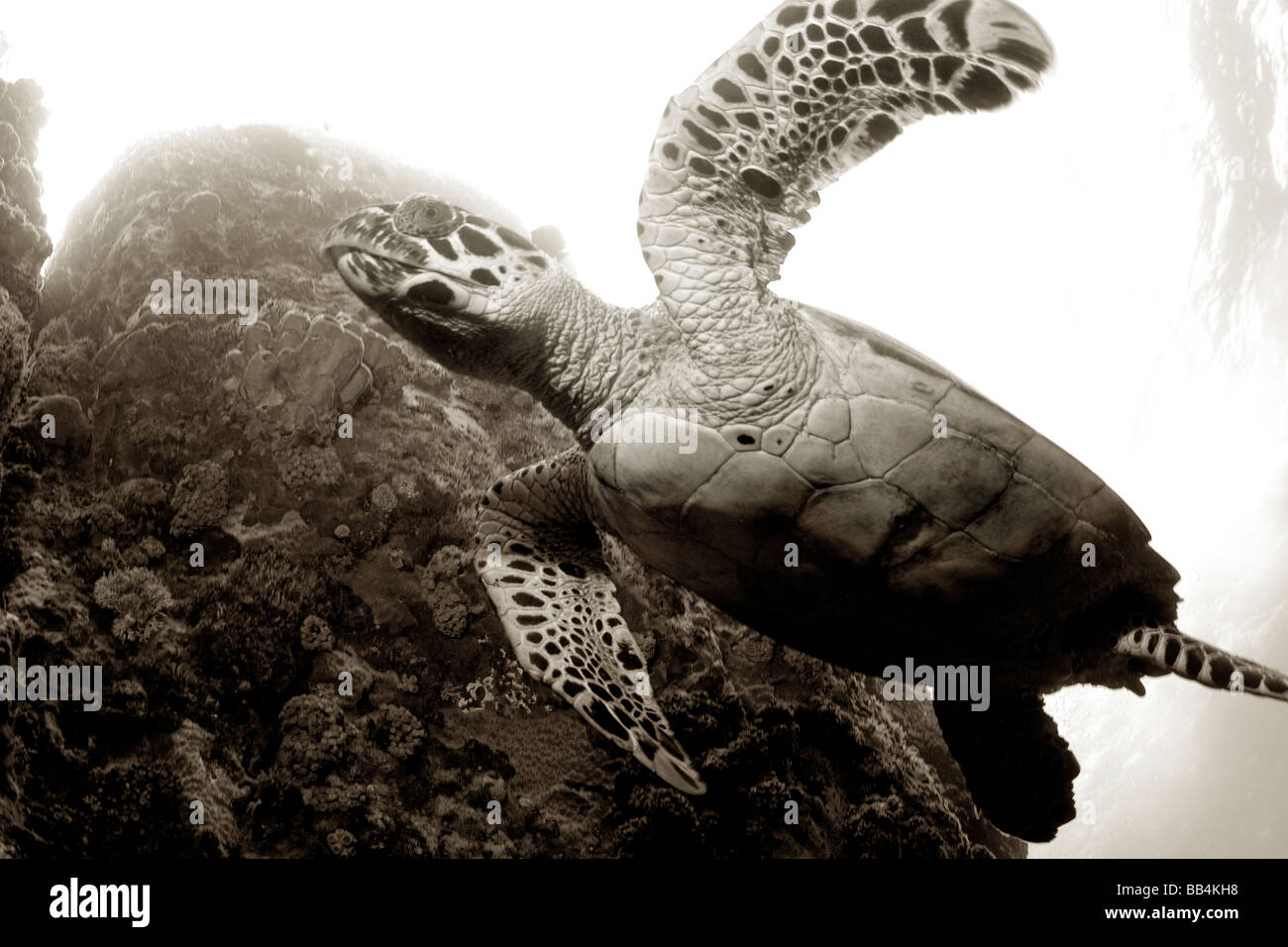 Encounter with a sea turtle during diving in the sea near the Caribbean ...