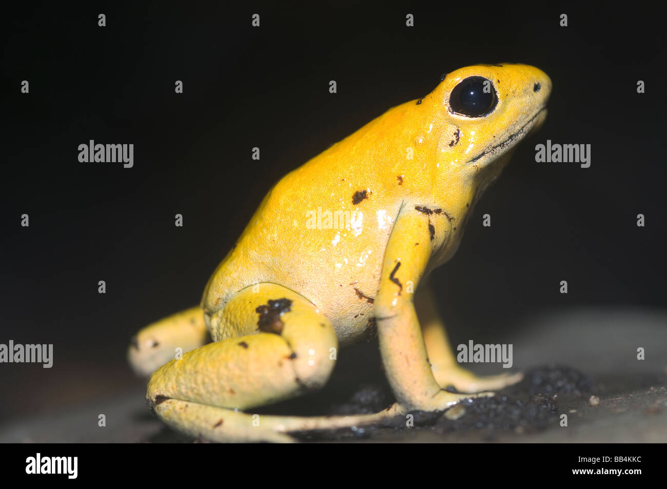 Golden Poison Dart Frog Stock Photos & Golden Poison Dart Frog Stock ...