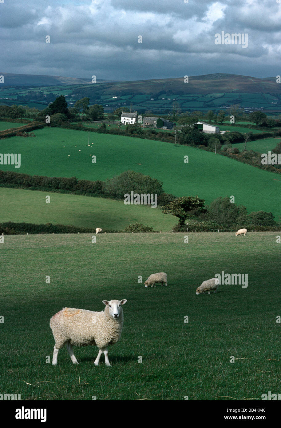 Devon farm hi-res stock photography and images - Alamy
