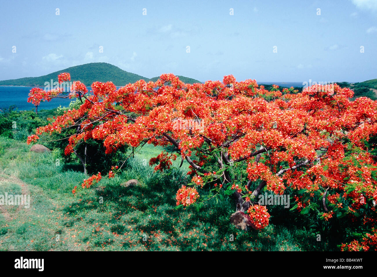 Puerto rico flower hi-res stock photography and images - Alamy