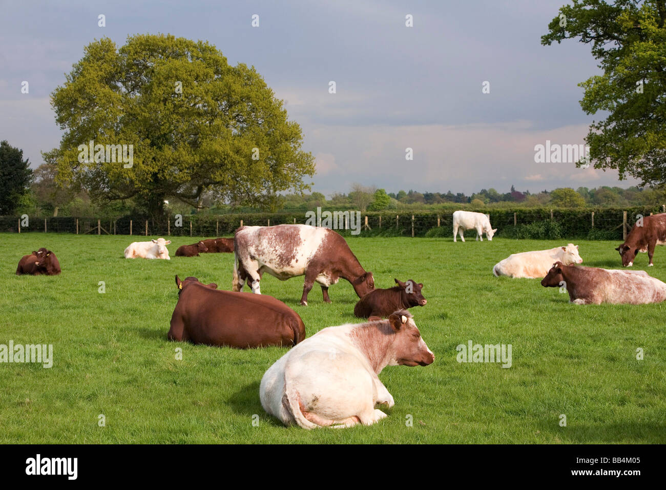Short horn farm uk hi-res stock photography and images - Alamy