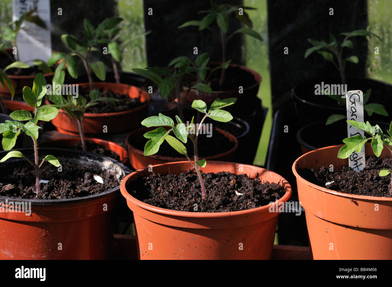 Cherry Tomato Seedlings Gardeners Delight Stock Photo - Alamy