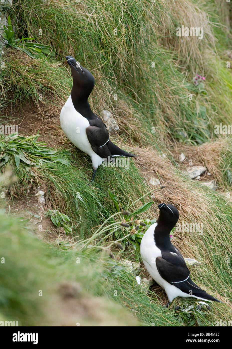 Razorbill (Alca torda) collecting nesting materials on cliff top at the ...